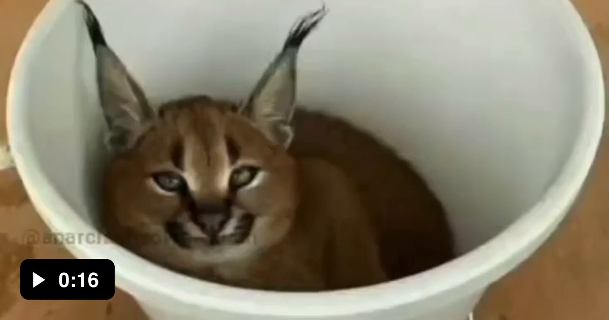 Big Floppa rap - 9GAG