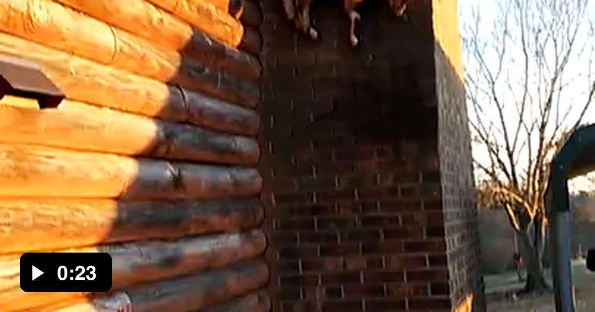 Just a Baby Ibex Climbing a Chimney! These creatures have not invented ...