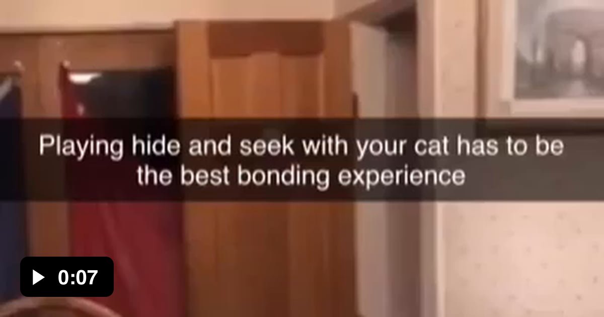 Catto playing hide and seek. - 9GAG