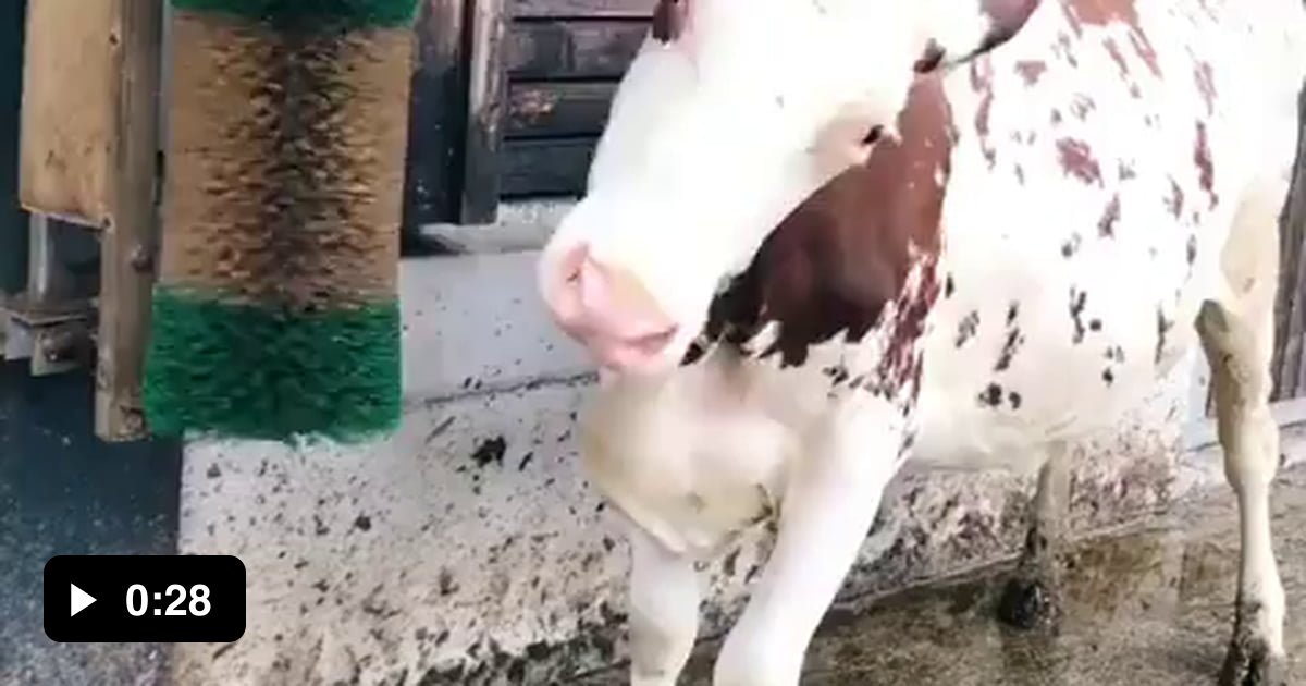 Watching A Cow Brush Itself - 9GAG