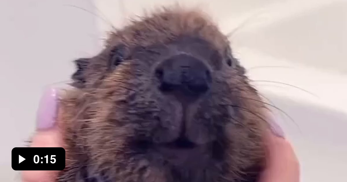 Hey baby bober! - 9GAG