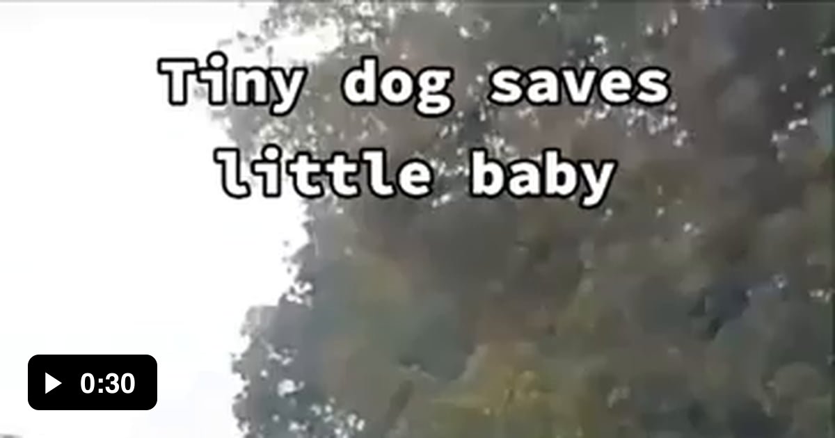 Tiny dog saving this baby. - 9GAG