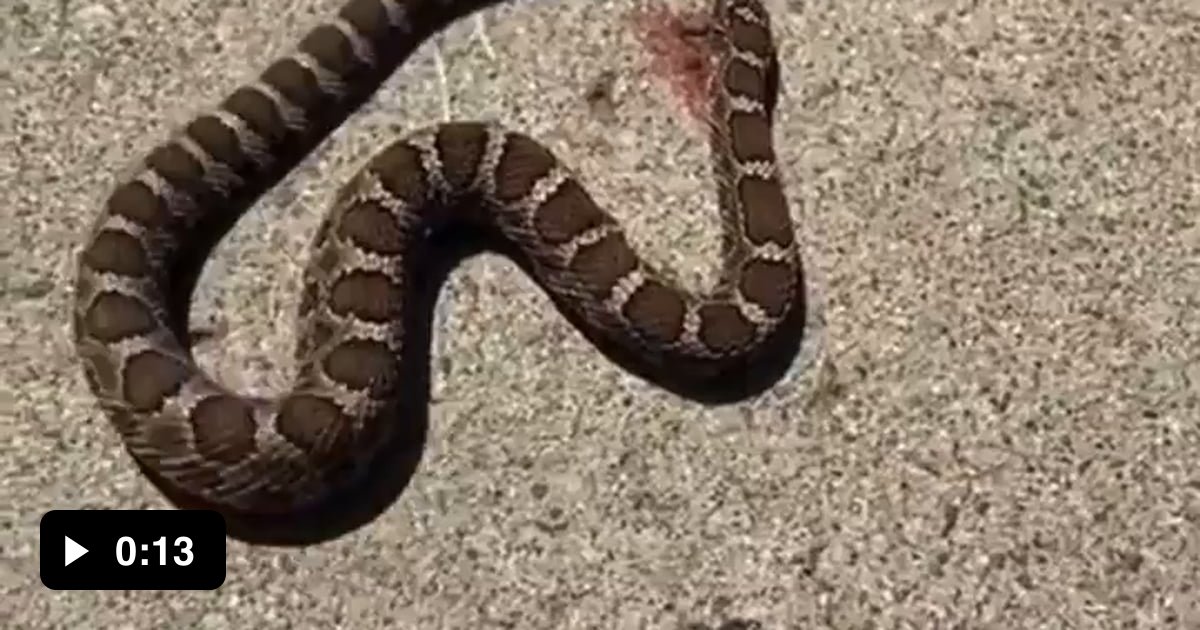 Decapitated snake head bites its own body…I always thought only ...