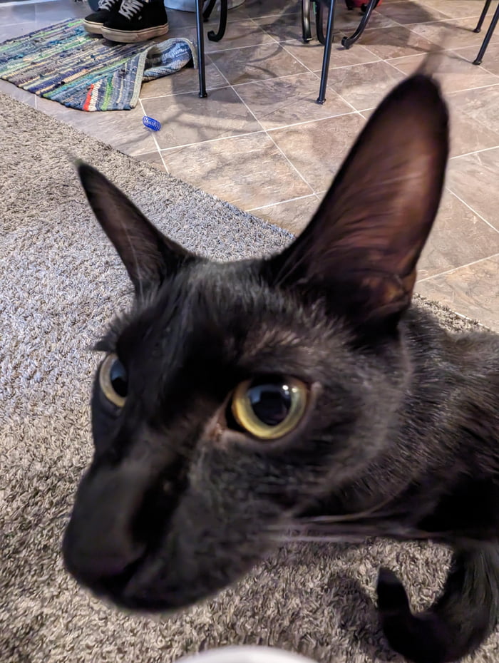 Set you camera zoom to 0.5 x and take a pic of your cats face! - 9GAG