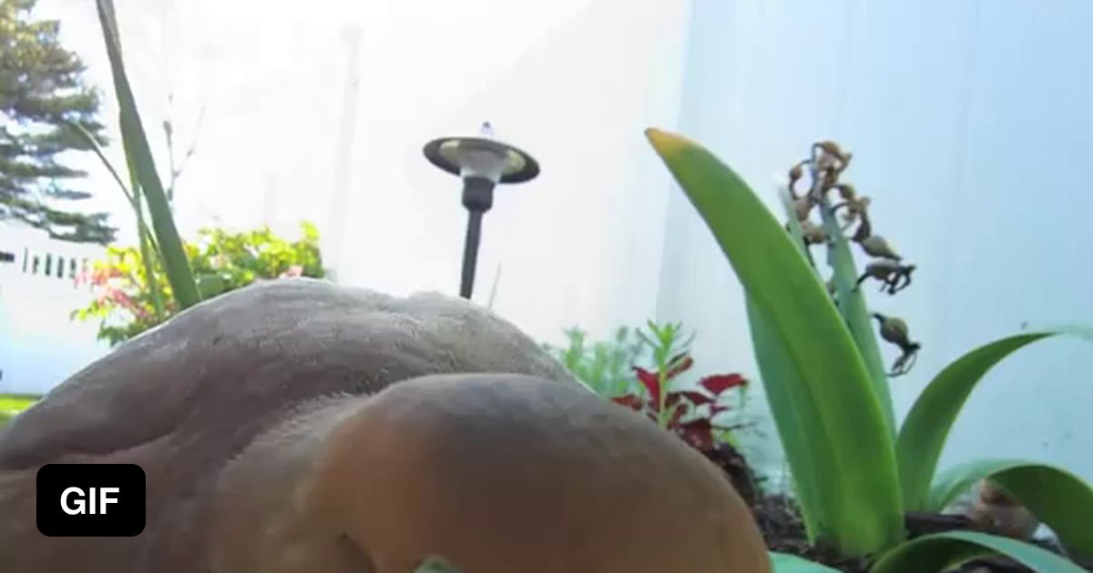 Chipmunk tippy tapping the bird away - 9GAG