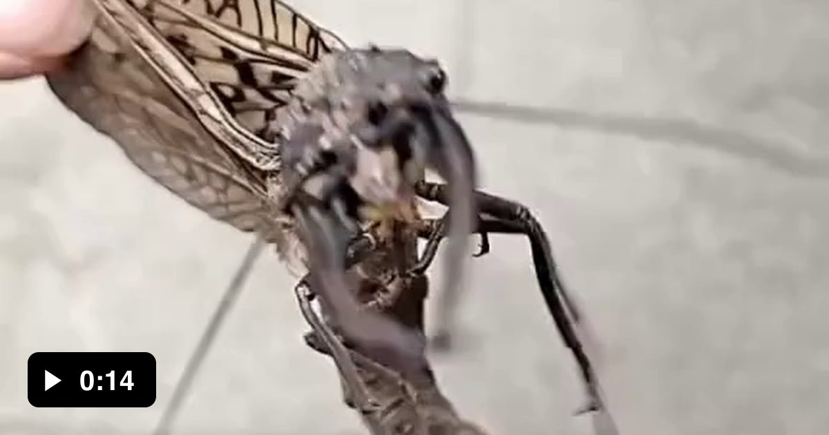 Somebody's playing Jumanji again - 9GAG