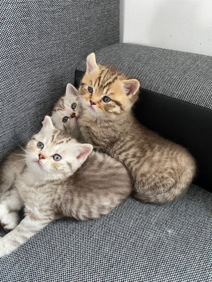 3 smol siblings cuddle together - 9GAG