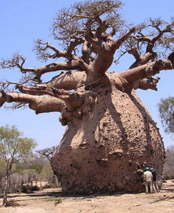 This fat baobab tree. - 9GAG