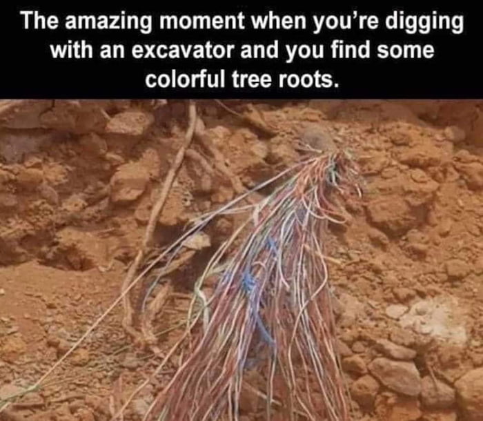 Expensive tree roots - 9GAG