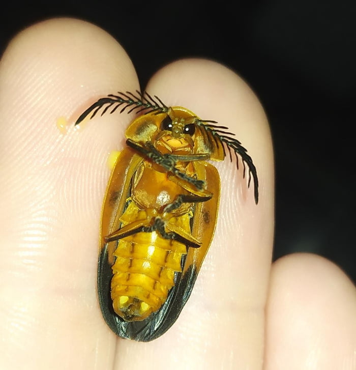 An angry firefly - 9GAG