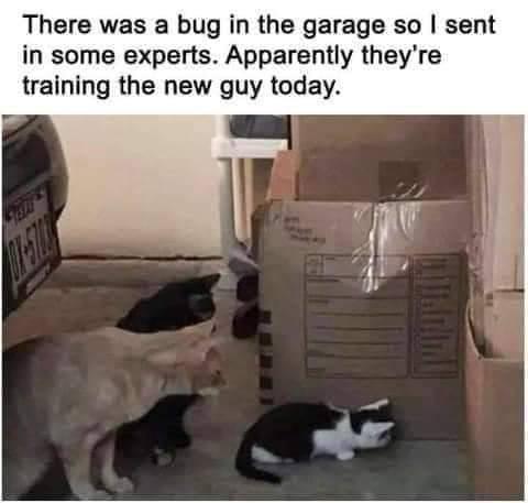 Pest control kitty - 9GAG