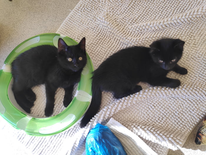 Wanted to share these 2 metal-cats. Will get them in 1,5 weeks. Super ...