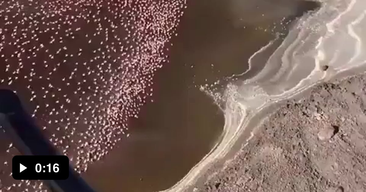 3,000,000 pink flamingos, Kenya - 9GAG