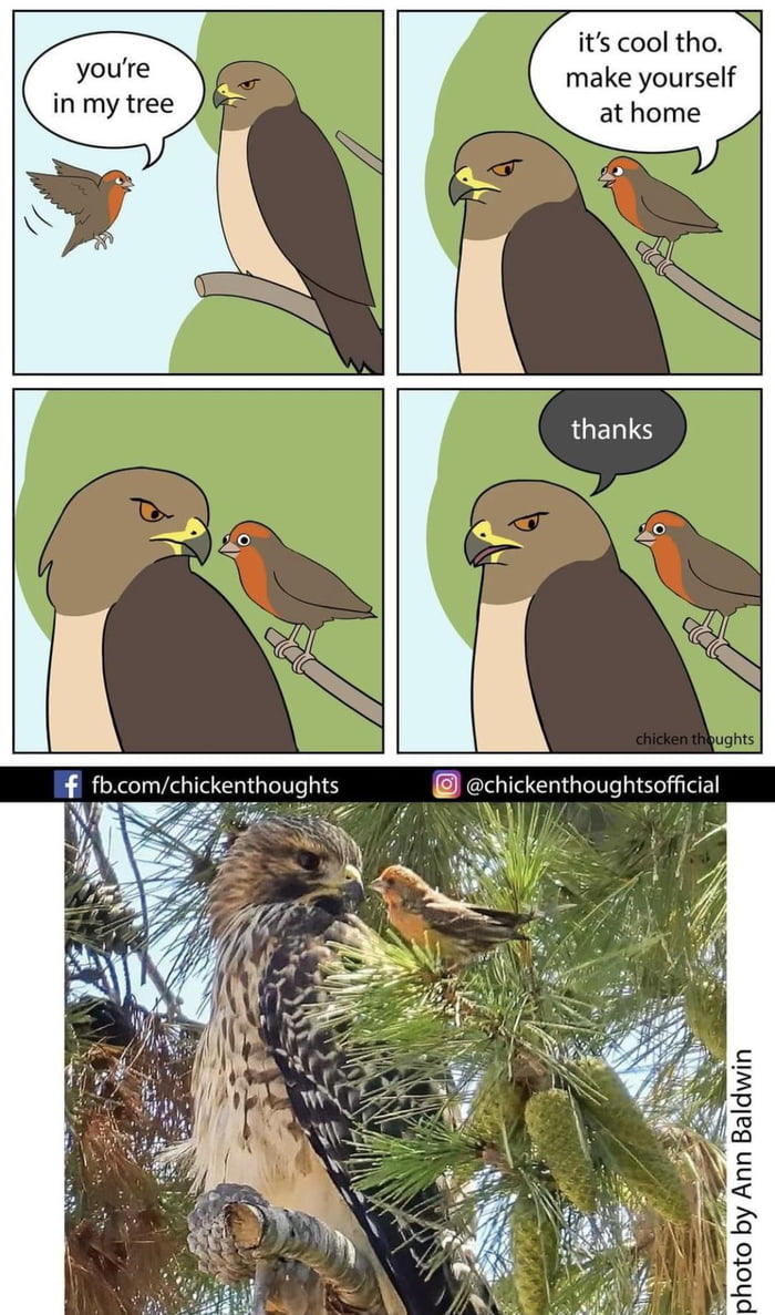 Birds seeing eye to eye - 9GAG