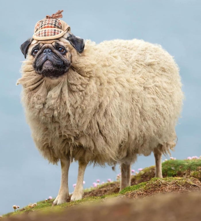 I just photoshopt my dog into a sheep, Because I don't know lol. Happy ...