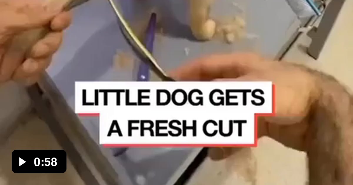 Little dog gets a fresh cut - 9GAG