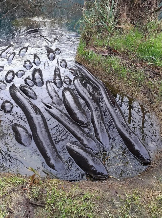 🔥 A Hoard of eels - 9GAG