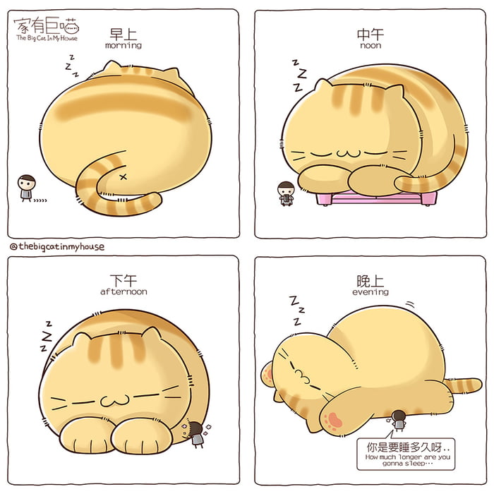 A Normal Day of the Big Cat - 9GAG