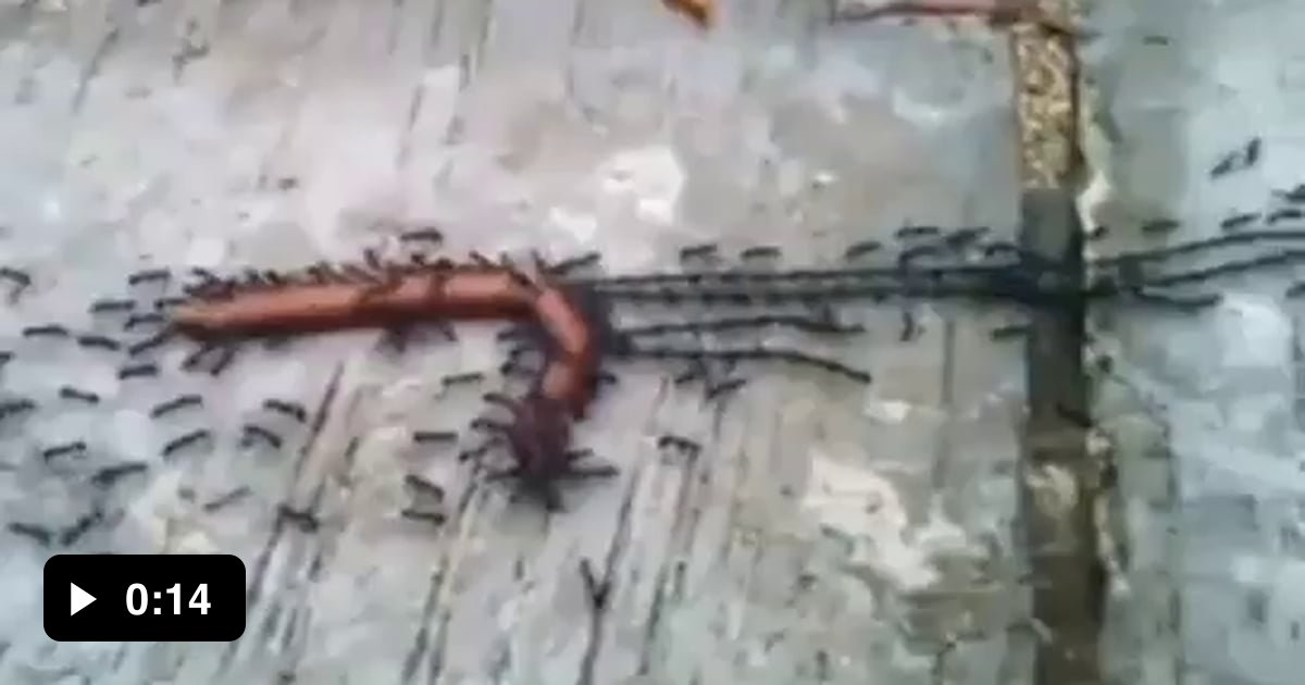 These ants working together to move a heavy load. - 9GAG