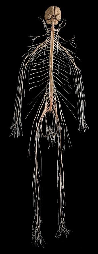 Human nervous system with brain - 9GAG