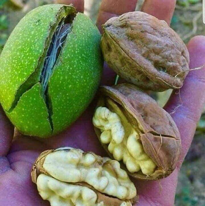 Who likes walnuts as fresh as these? - 9GAG