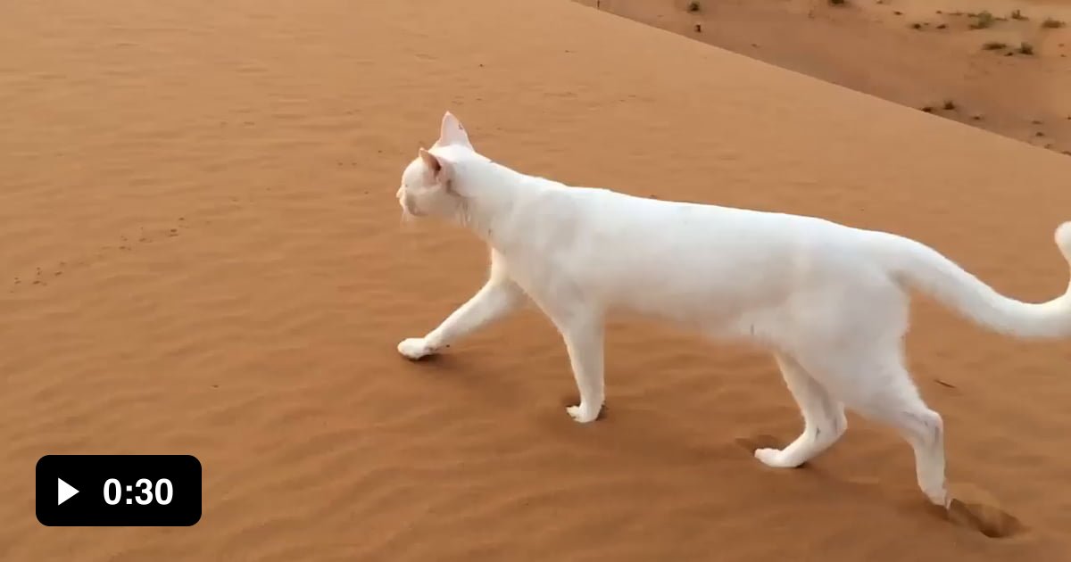 Cats have a precise method of walking called direct registering. Their ...