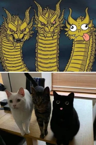 These Three Cats Be Like - 9GAG