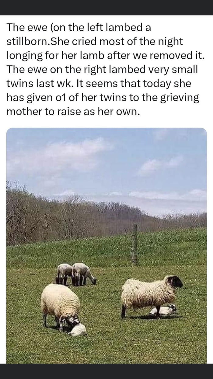 The most wholesome sheep meme! (Found on fb) - 9GAG