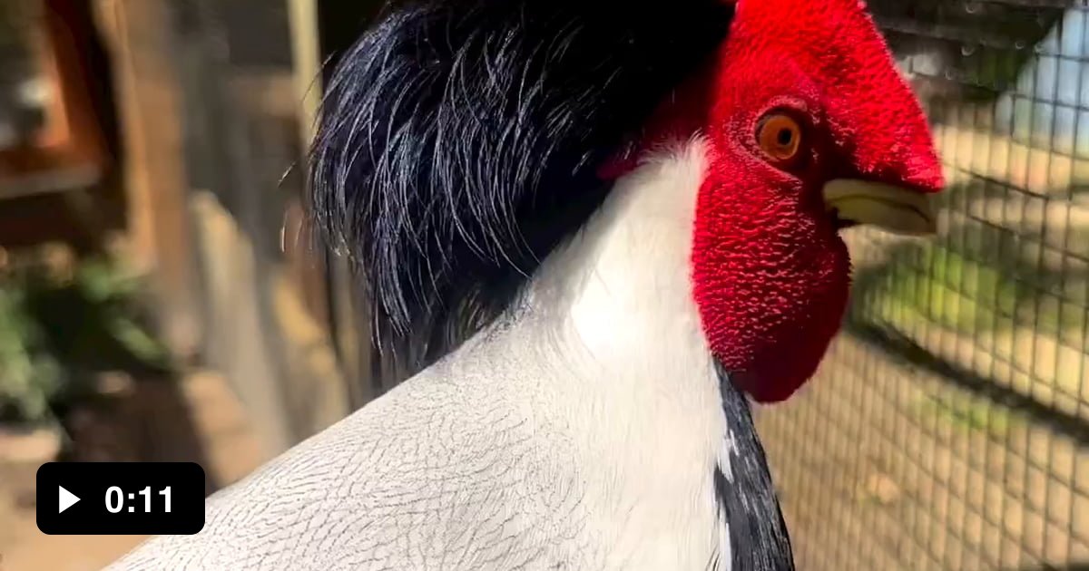 That Is One Handsome Cock 9gag