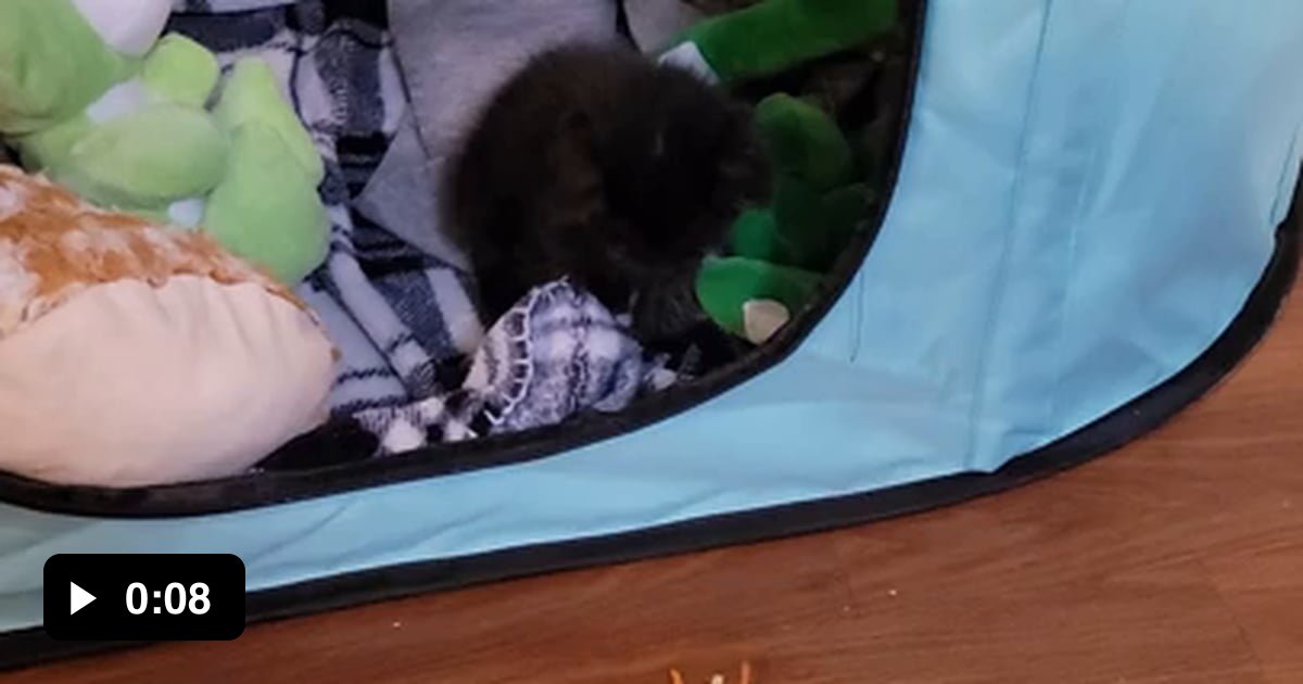 Binx isn't sure about his toy! Second vet appt tomorrow! Thanks to all ...