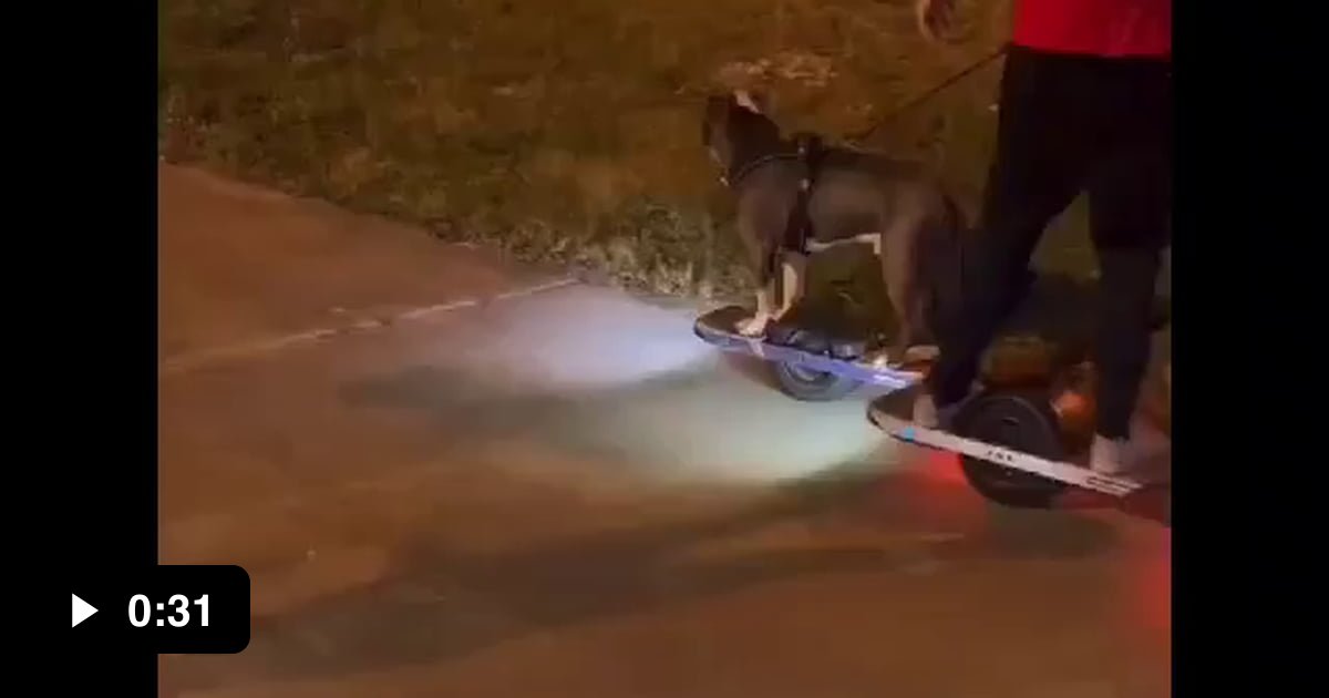 This dog's incredible balance - 9GAG