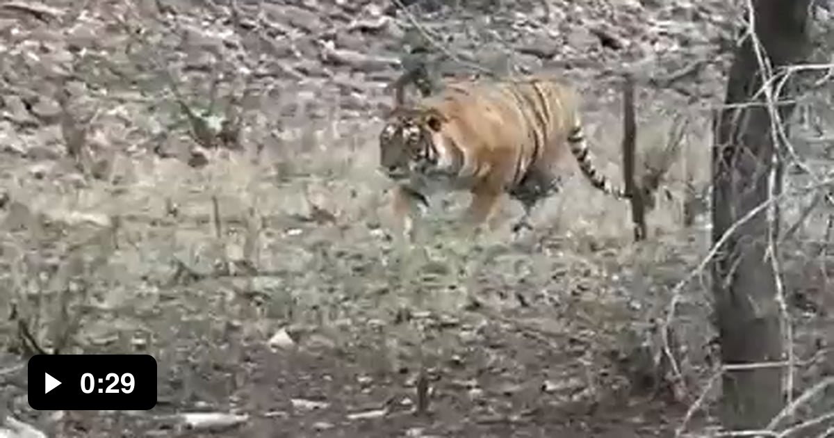 Leopard escapes tiger - 9GAG