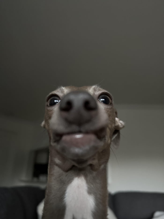 Kermit The Dog Smiling