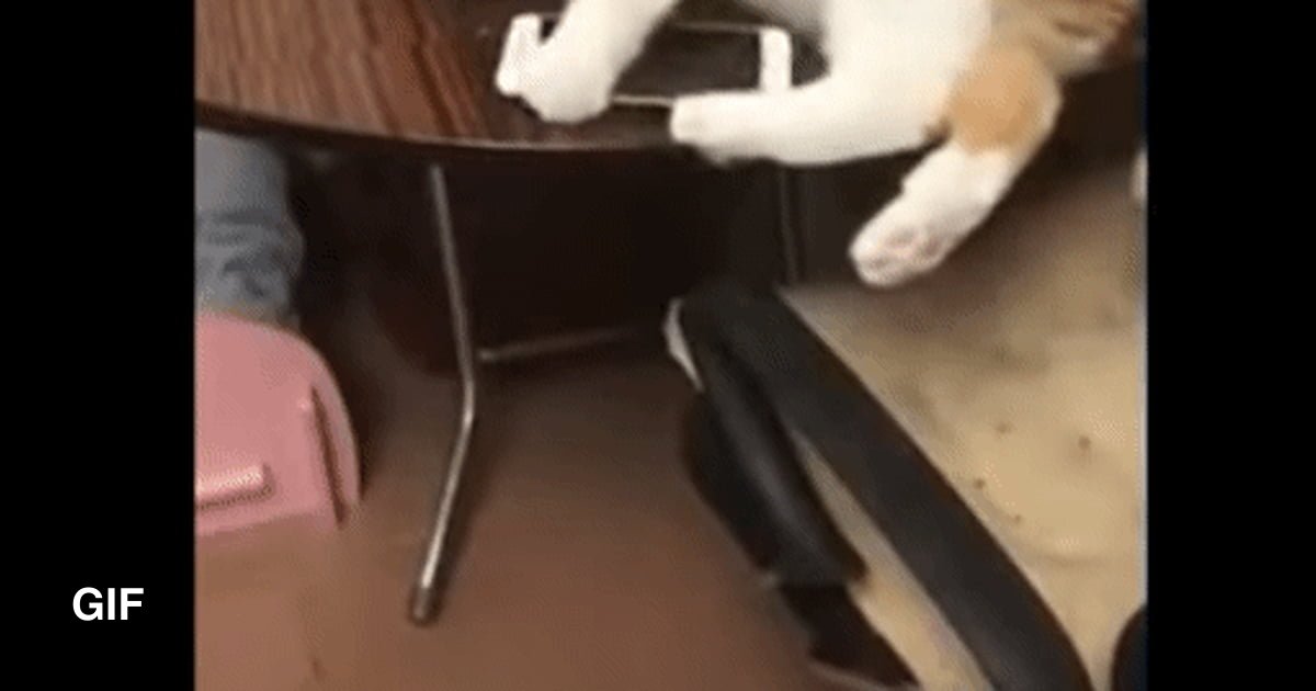 Bad kitty, good kitty. - 9GAG