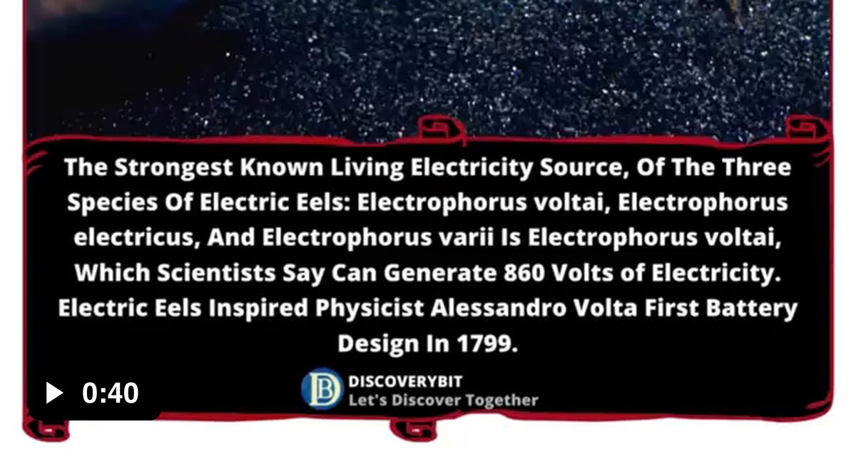 Unraveling the Most Powerful Electric Eel #electriceels #nature # ...