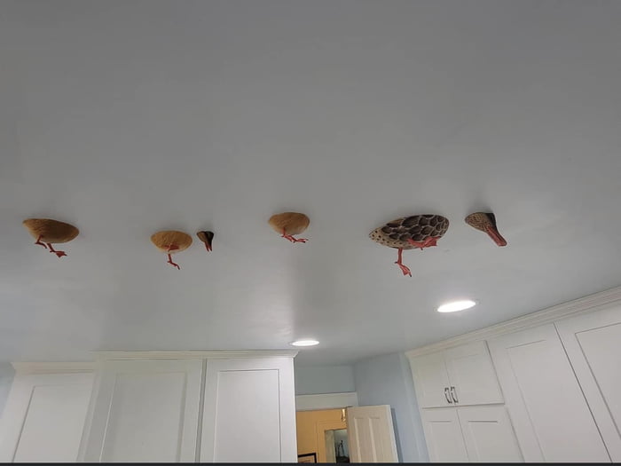 Duck Ceiling - 9GAG