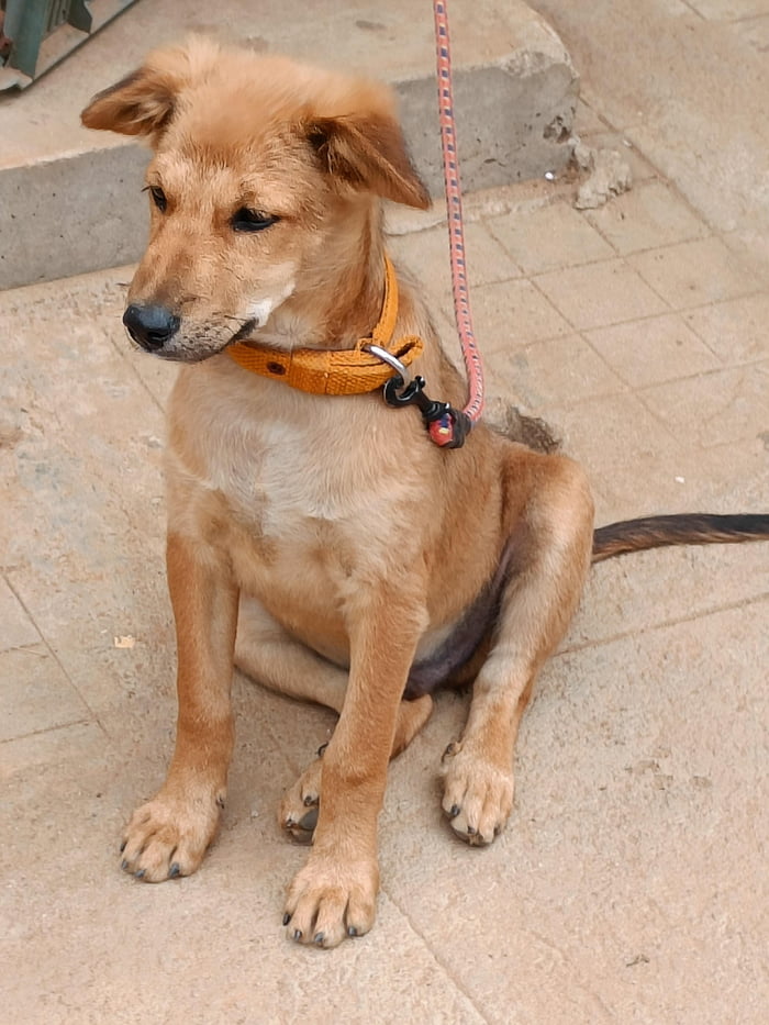 New guard pupper - 9GAG