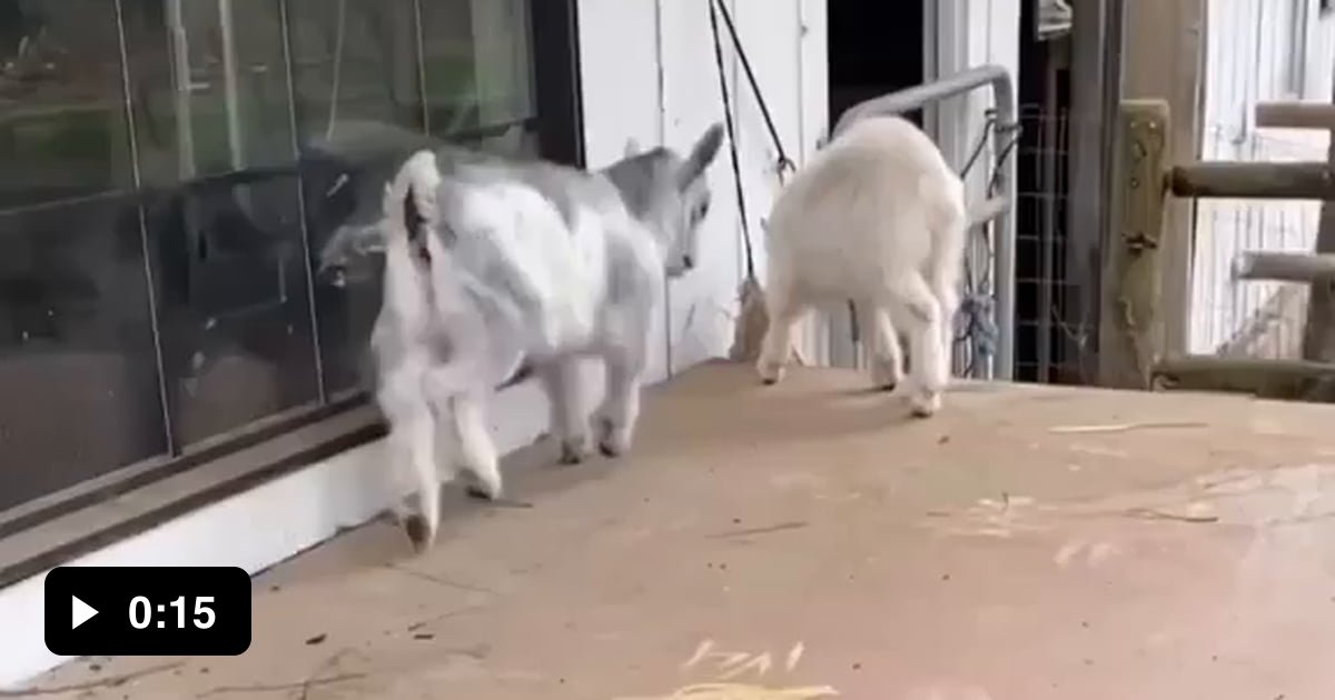 Tippy tapping for the victory - 9GAG