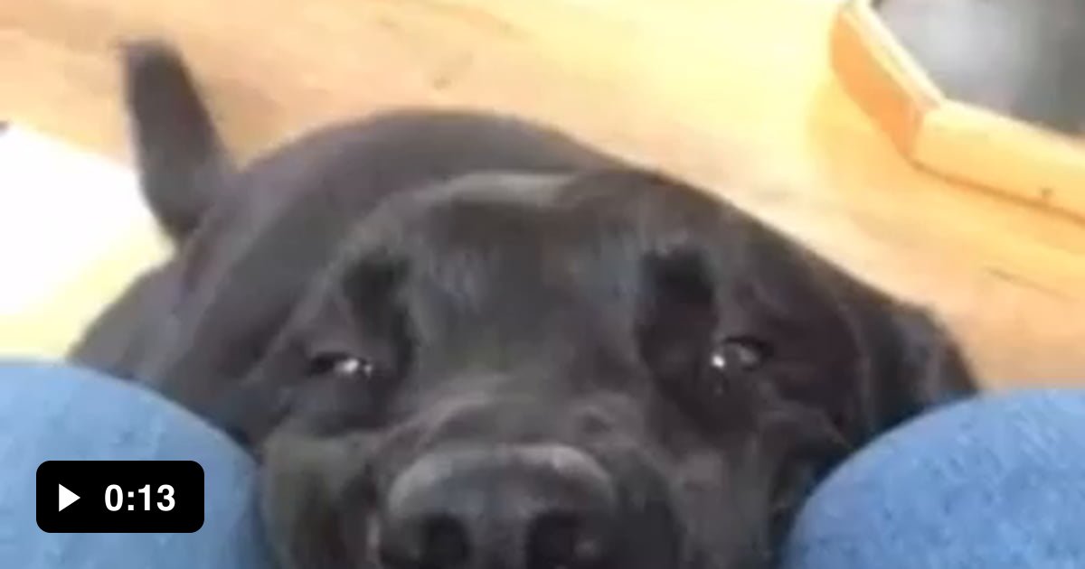 Adorable doggo, deserves nose pets - 9GAG