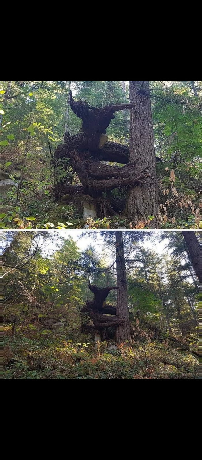 Luci-Ent, Fallen Protector of the Forest - 9GAG