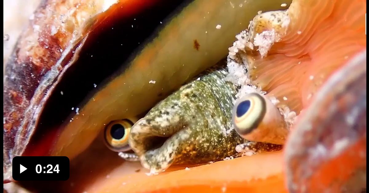 A close-up look at the eyes and mouth of a strawberry conch - 9GAG