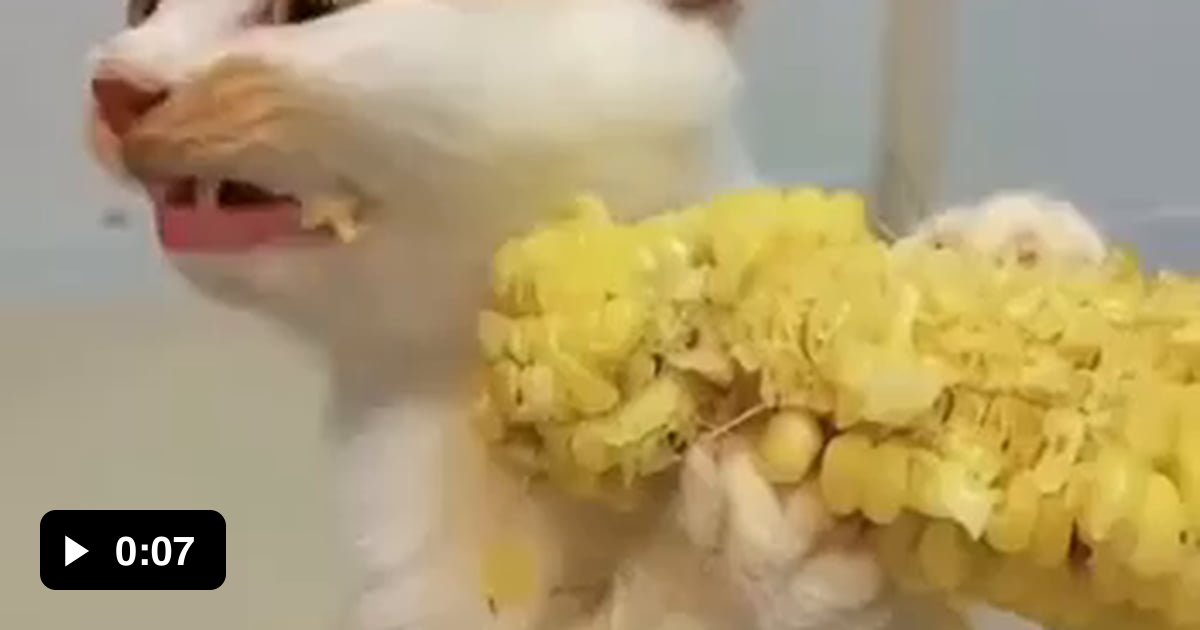 Have you ever seen a cat that eats corn? - 9GAG