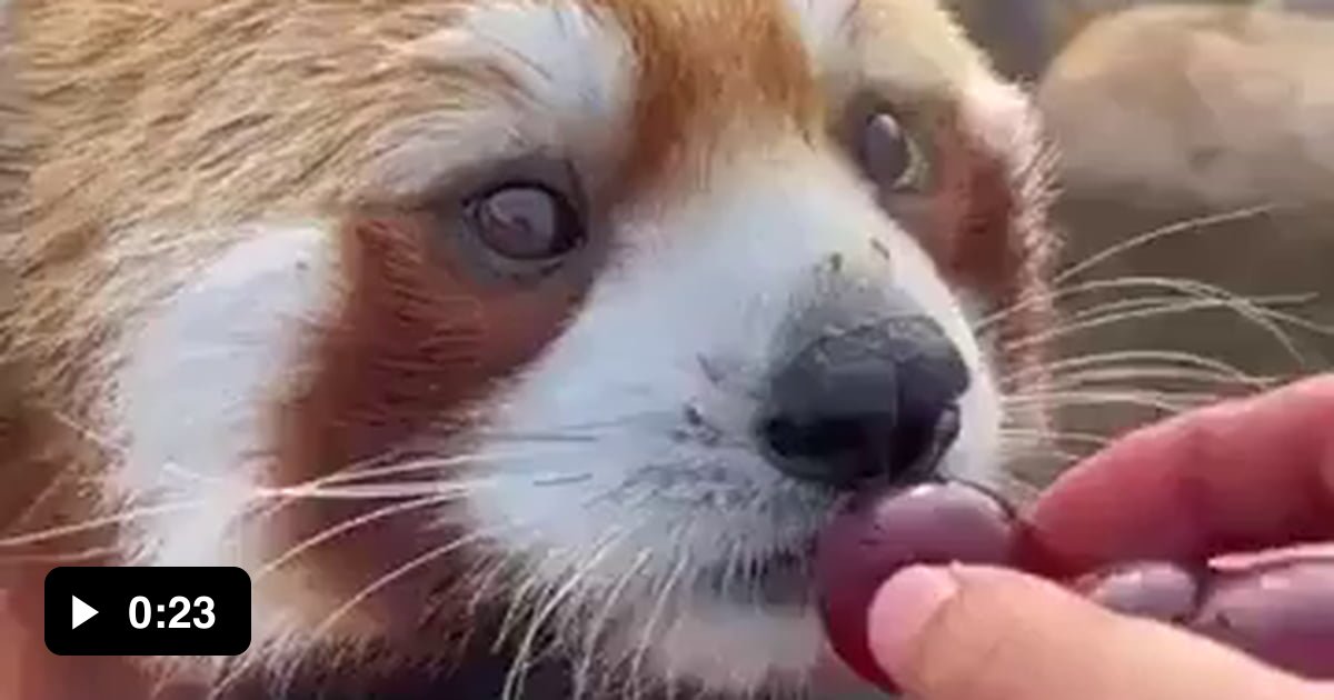 Cute red panda eating grapes - 9GAG