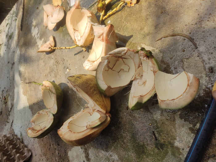 Tempurung kelapa buat gulai. ganti umbuk. ni plg premium kalau kwsan ...