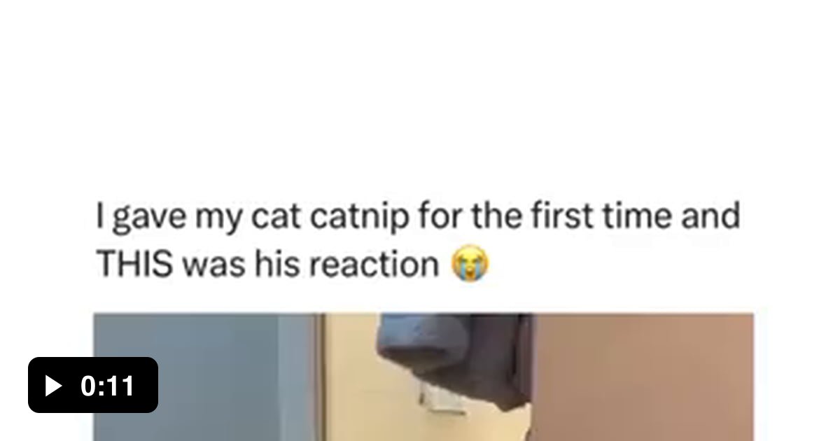 "I'm never having catnip again" - 9GAG