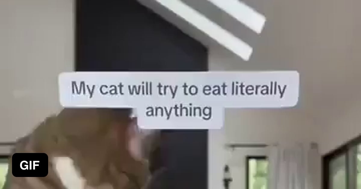 Normal cat behaviour - 9GAG