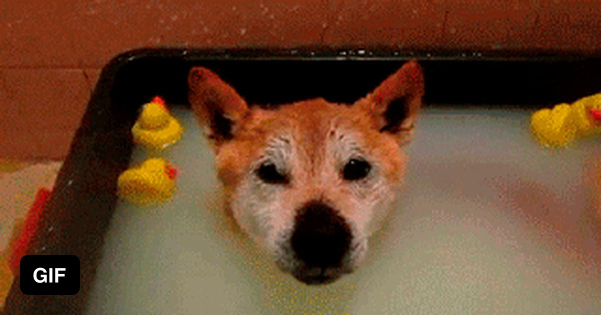 Rub a dub dub, doge and duck in the tub - 9GAG