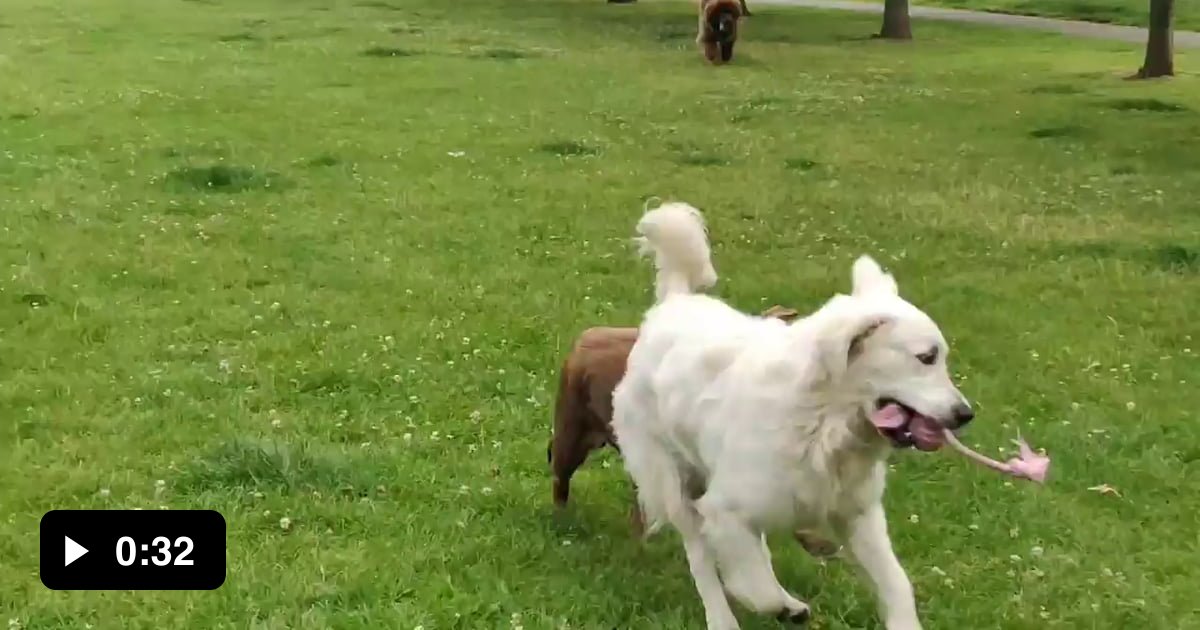Medium dog, large dog and XL dog. The big one is called Loki and she ...
