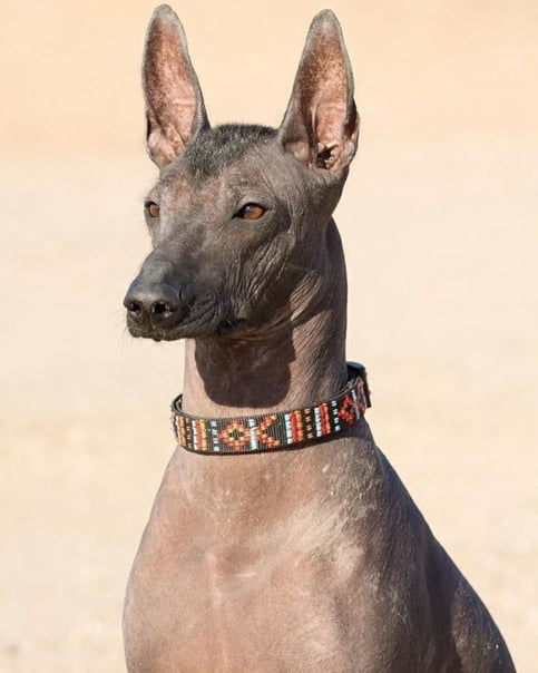 Are they good boys, too? - 9GAG