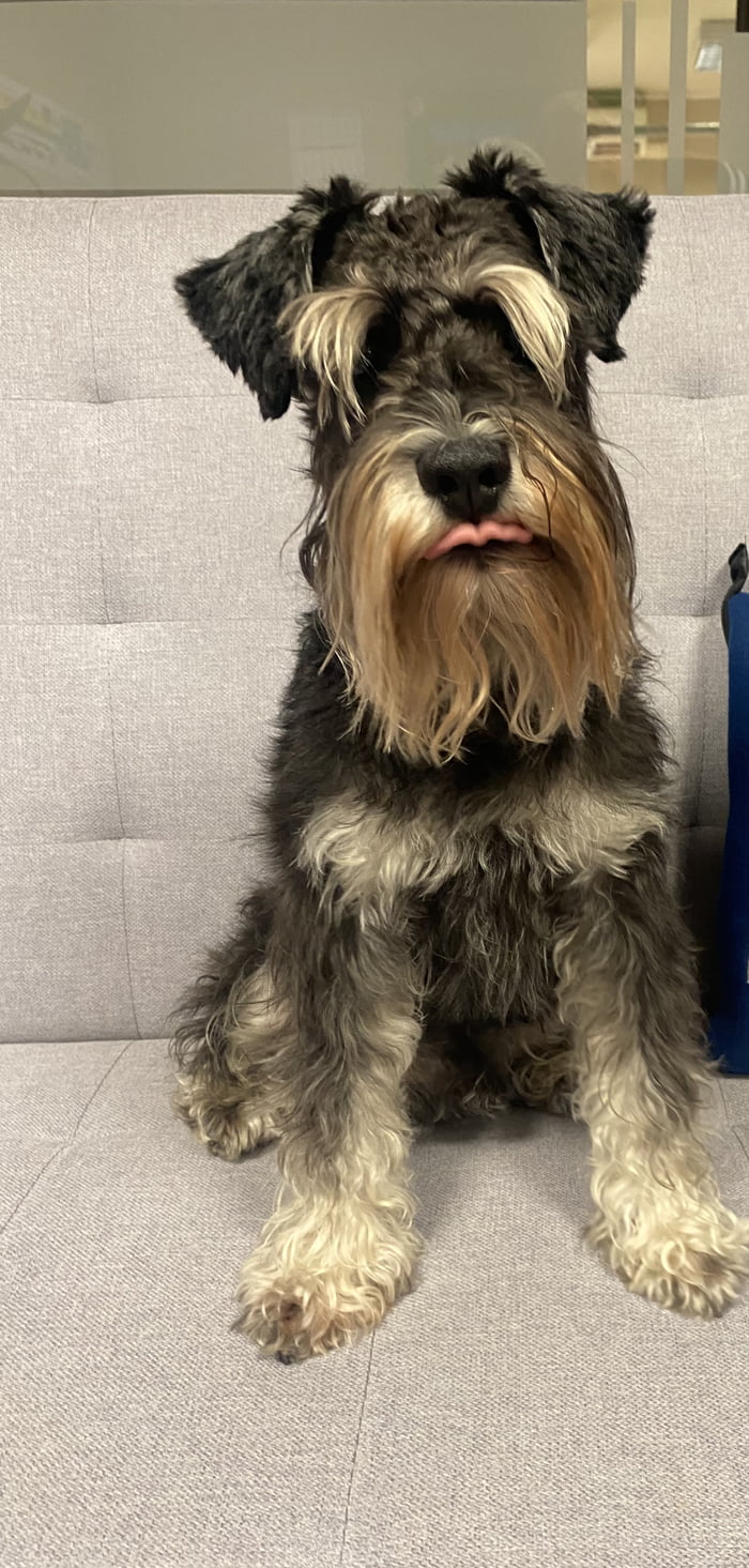 I Am In Desperate Need Of Eyebrow Plucking Also My Beard Needs Some